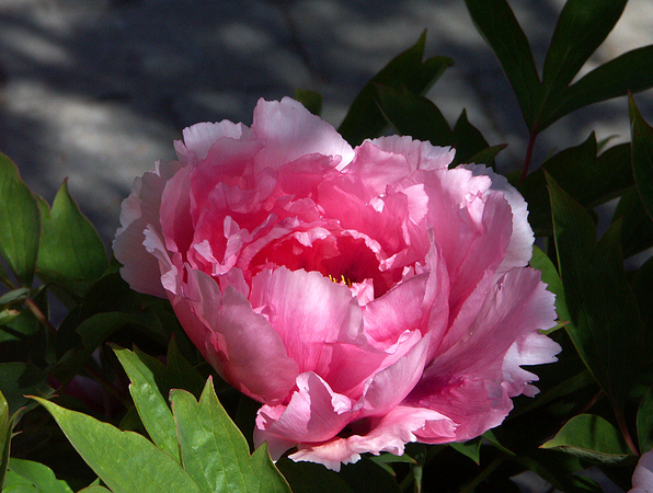 Buskpion, _Paeonia suffruticosa_ 'Rou F… - 高清图片，堆糖，美图壁纸兴趣社区