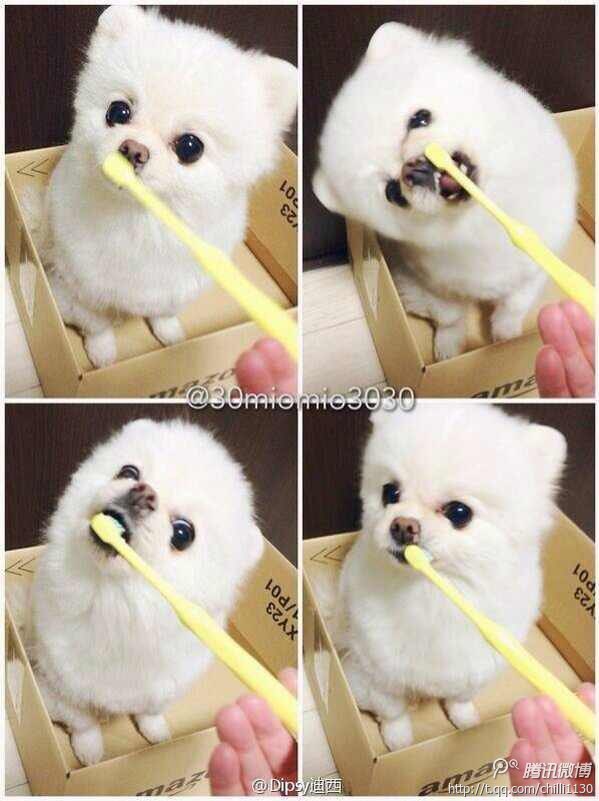 起床刷牙咯！ - 高清图片，堆糖，美图壁纸兴趣社区