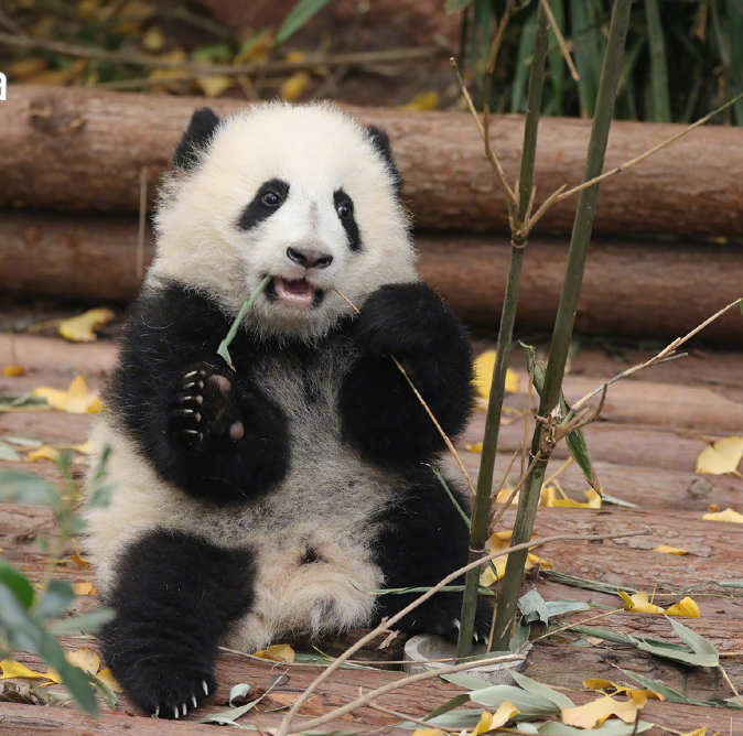 panda - 高清图片，堆糖，美图壁纸兴趣社区