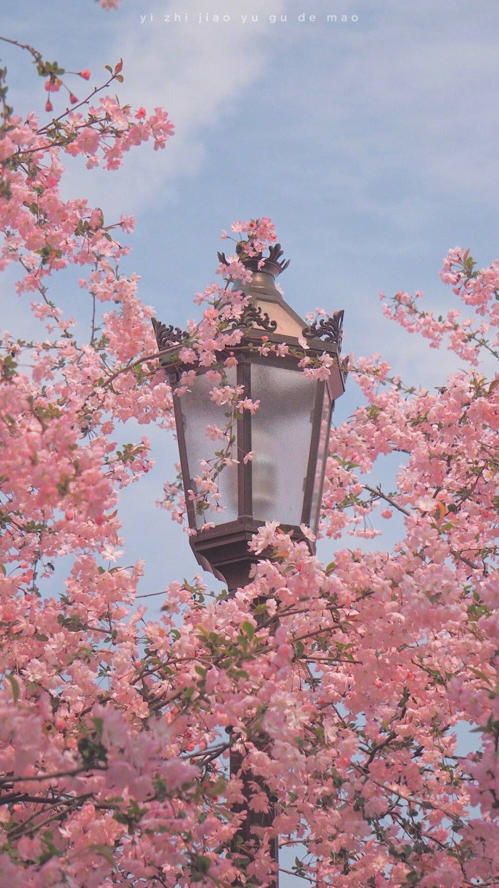 春天壁纸 - 堆糖，美图壁纸兴趣社区