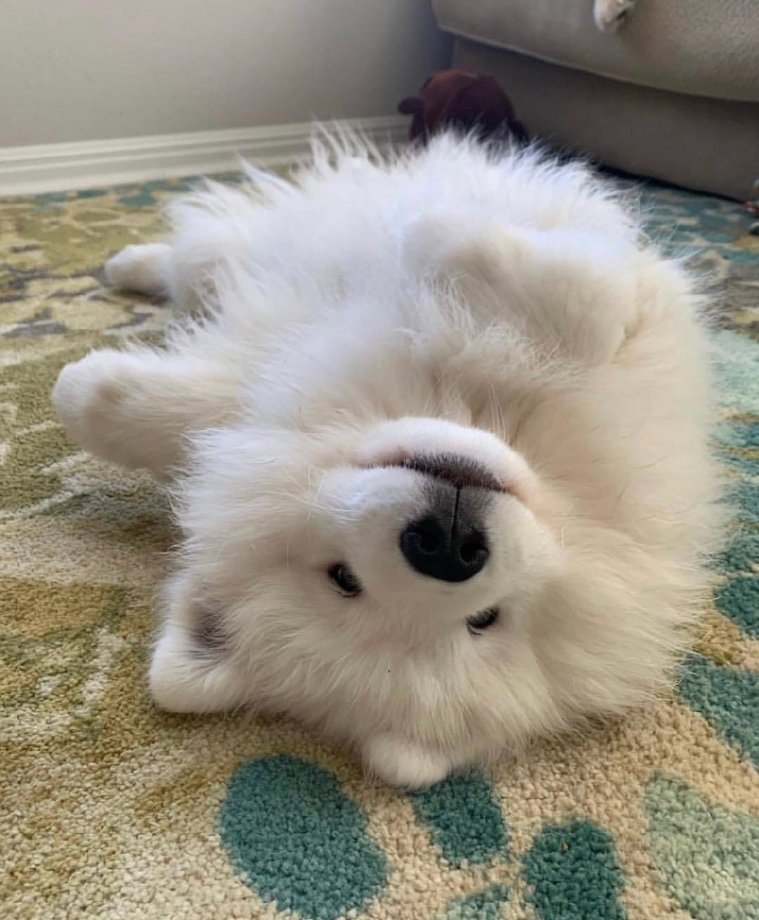 萨摩耶 - 堆糖，美图壁纸兴趣社区