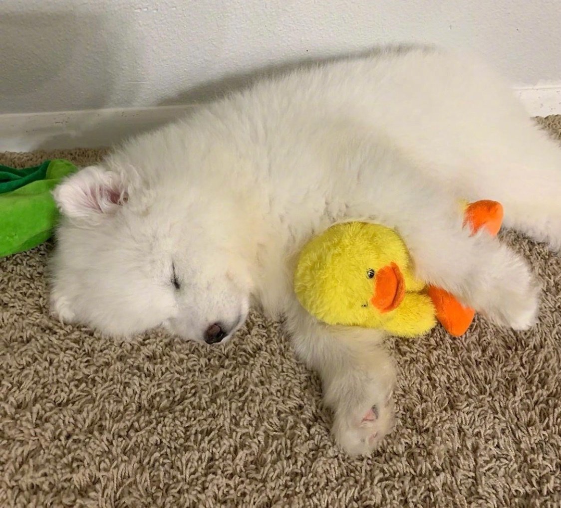 萨摩耶 - 高清图片，堆糖，美图壁纸兴趣社区