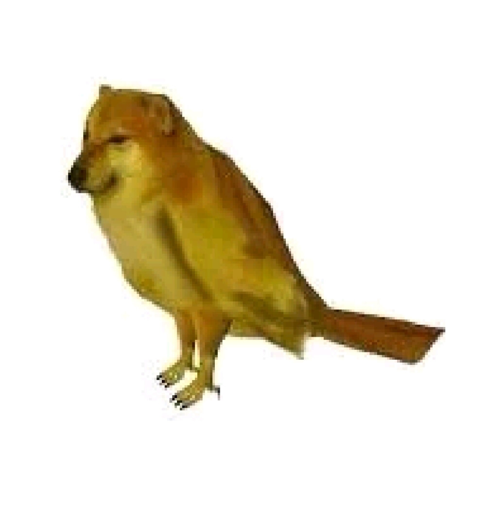 cheems - 堆糖，美图壁纸兴趣社区