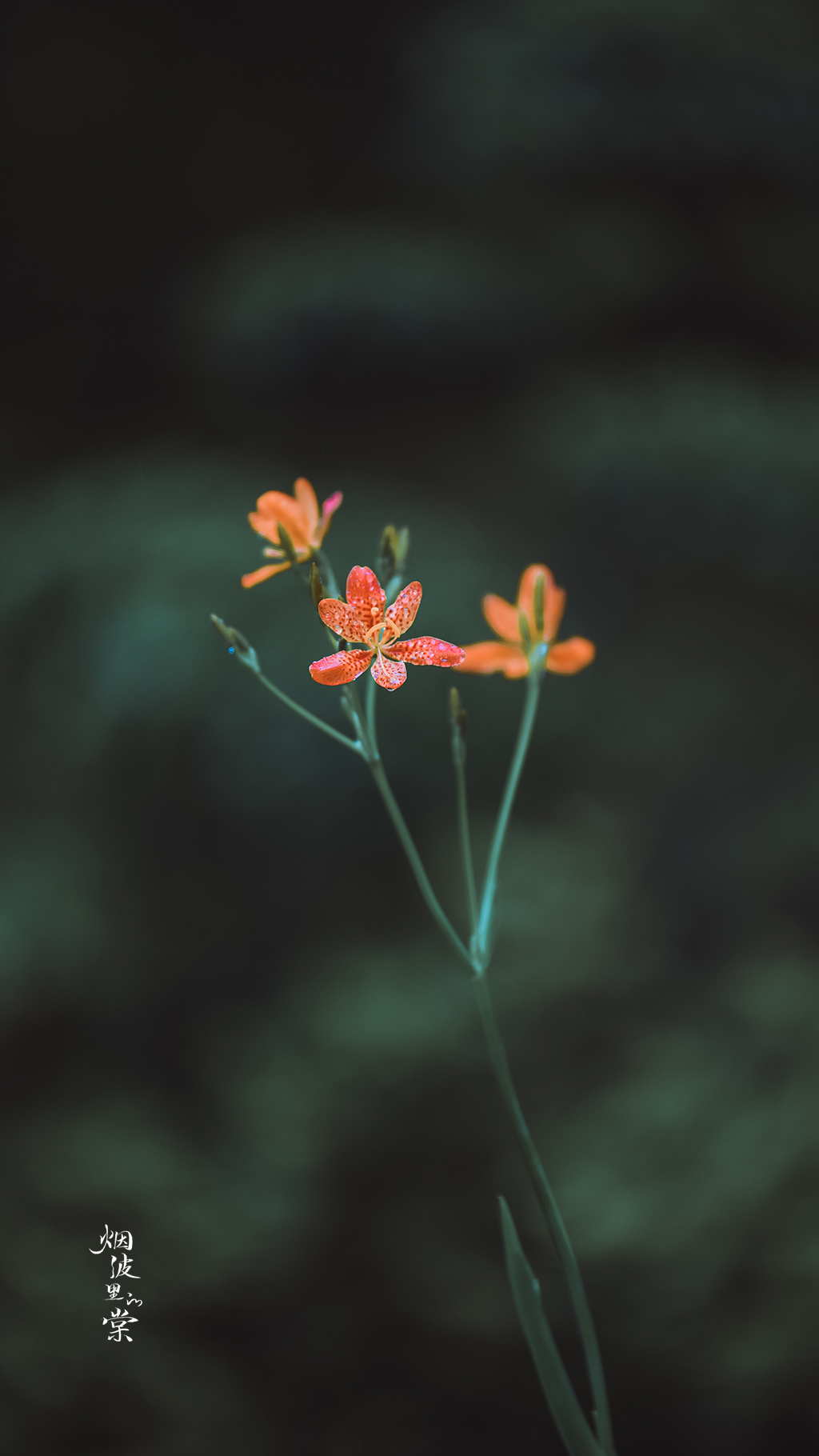 P1到7 射干 P8.9 雄黄兰 - 高清图片，堆糖，美图壁纸兴趣社区