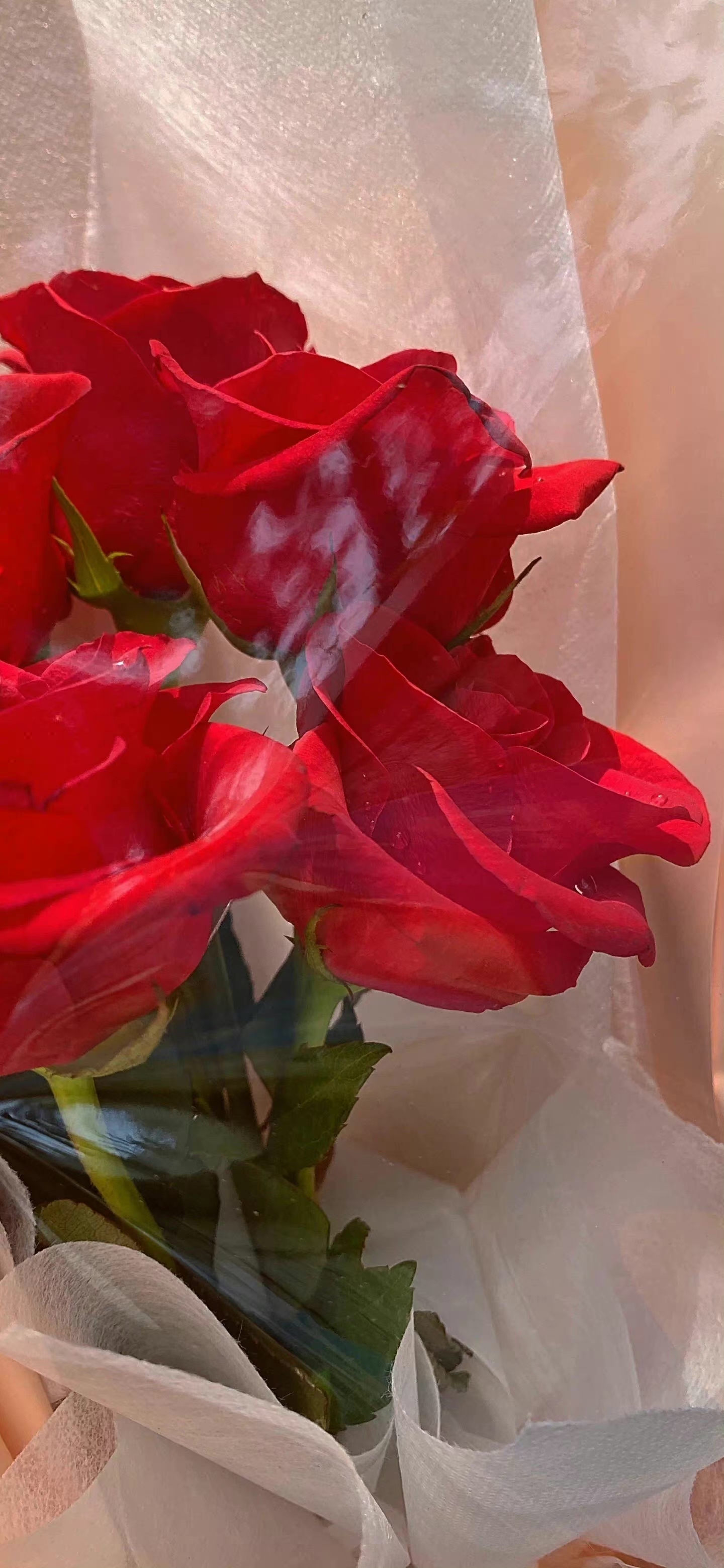 手机壁纸·花朵 - 高清图片，堆糖，美图壁纸兴趣社区