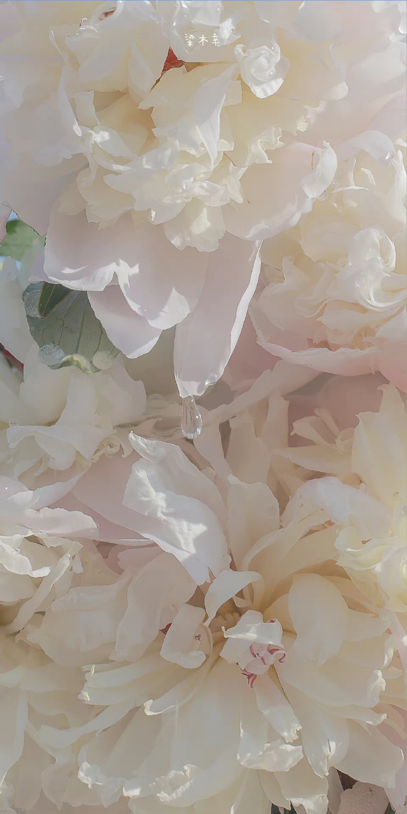 壁纸 - 堆糖，美图壁纸兴趣社区