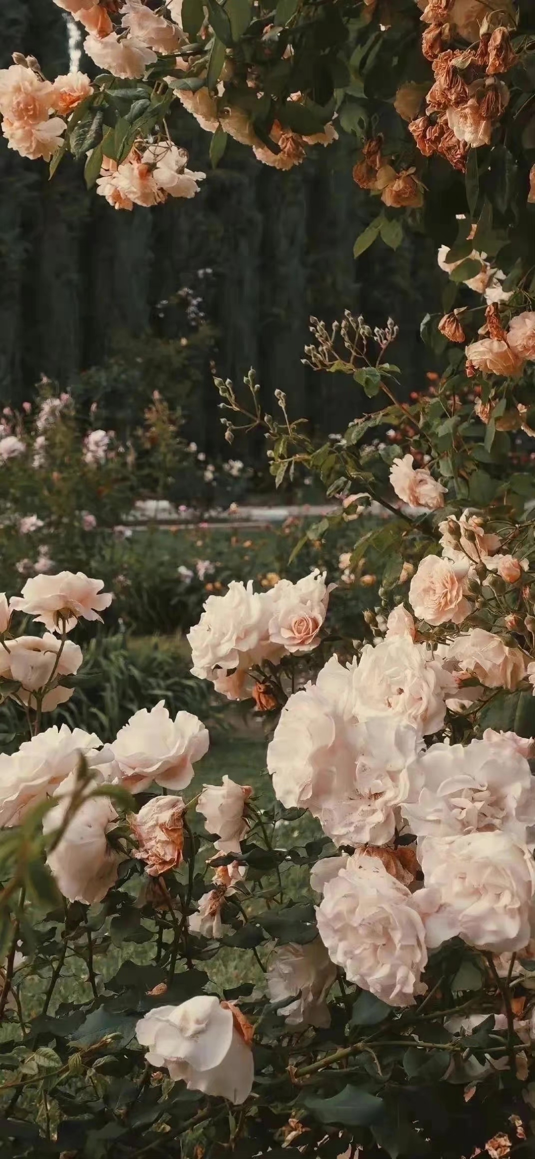 那些花儿 - 高清图片，堆糖，美图壁纸兴趣社区