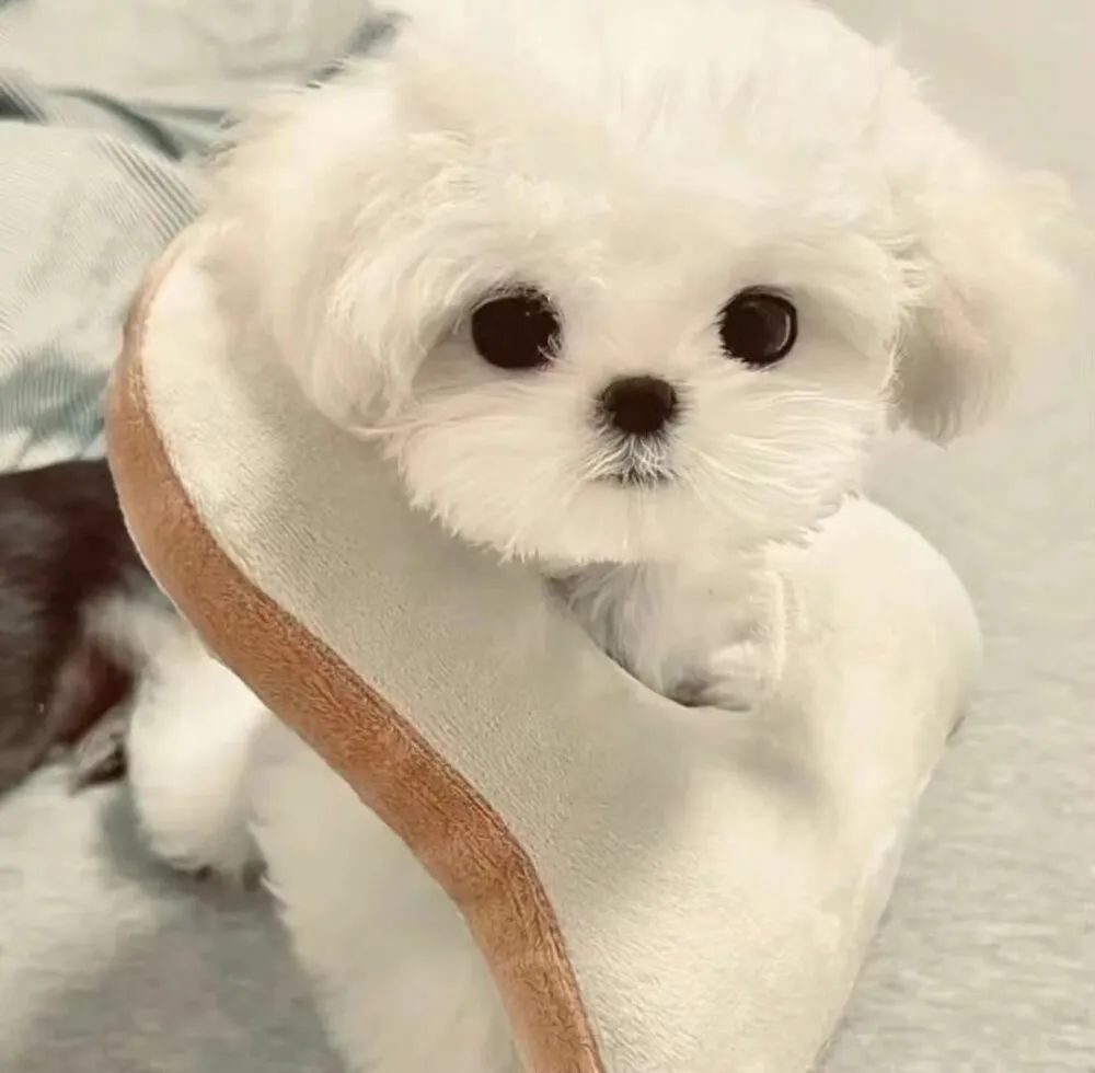 动物头像 - 高清图片，堆糖，美图壁纸兴趣社区