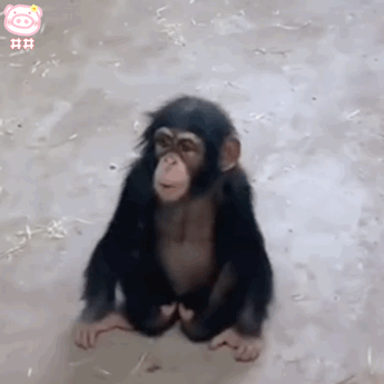 小猩猩表情包动图 可爱的小推草机 - 高清图片，堆糖，美图壁纸兴趣社区