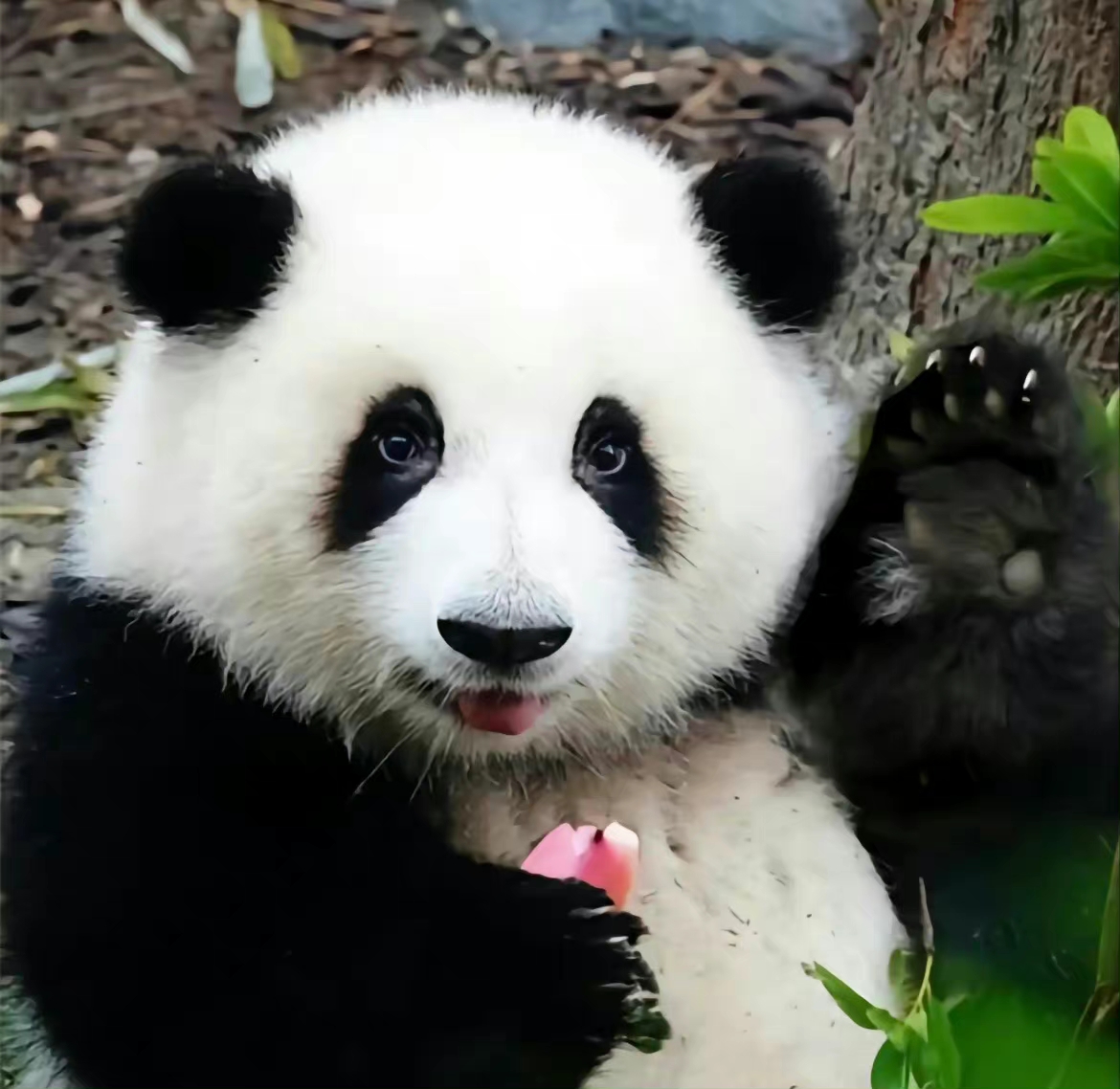 熊猫花花 高清图片，堆糖，美图壁纸兴趣社区