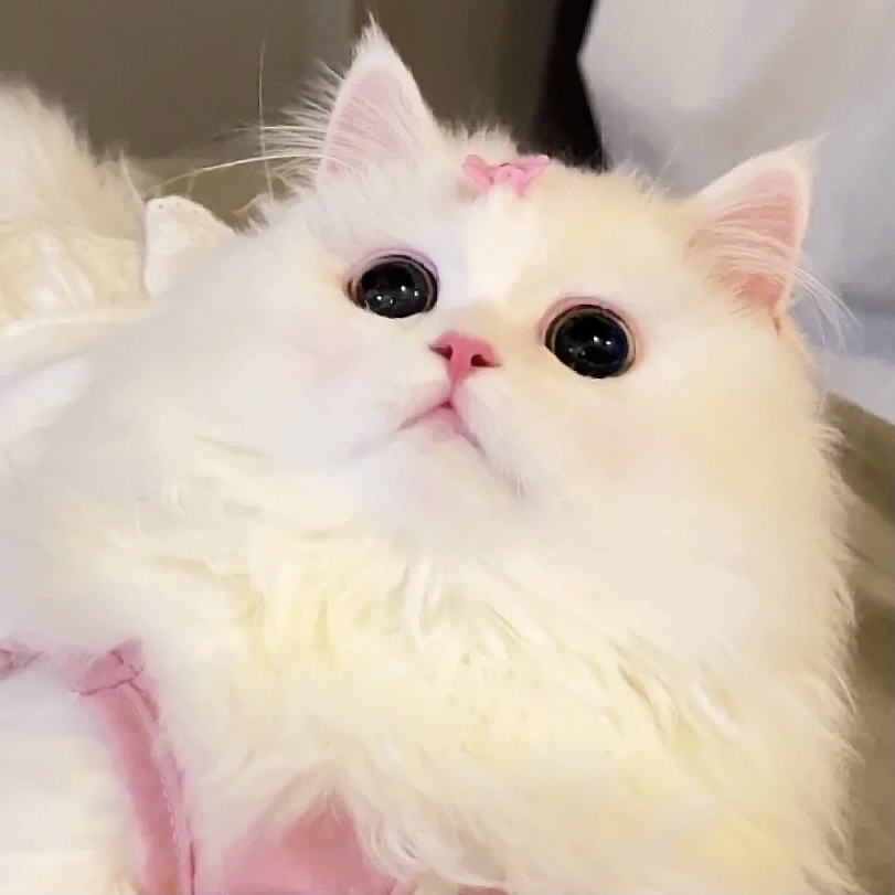 可爱头像 - 高清图片，堆糖，美图壁纸兴趣社区