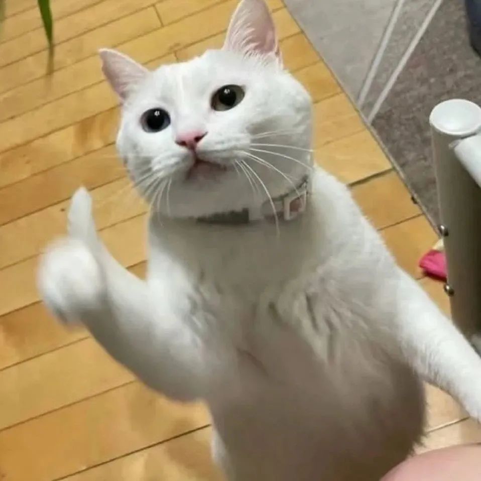 猫猫表情包 - 高清图片，堆糖，美图壁纸兴趣社区