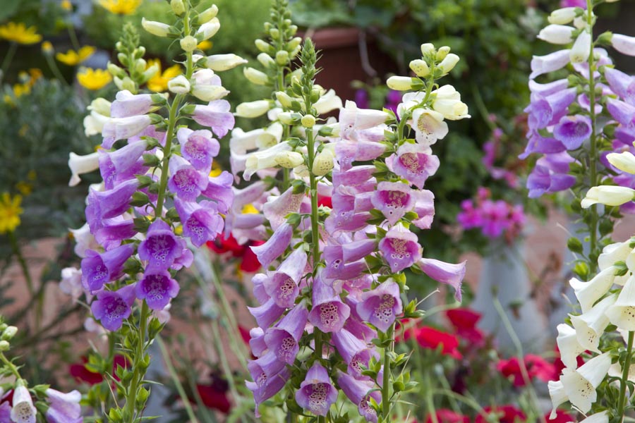 IMG_0041.jpg - 高清图片，堆糖，美图壁纸兴趣社区