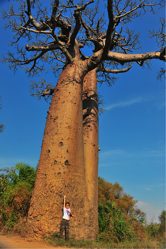 非洲的猴面包树。 - 高清图片，堆糖，美图壁纸兴趣社区