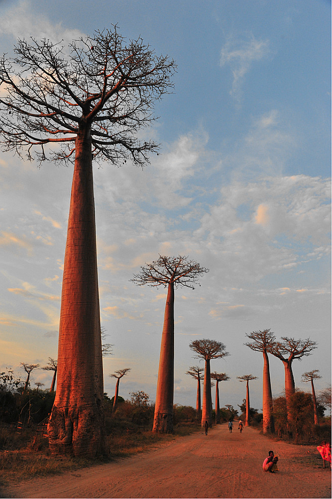 非洲的猴面包树。 - 高清图片，堆糖，美图壁纸兴趣社区