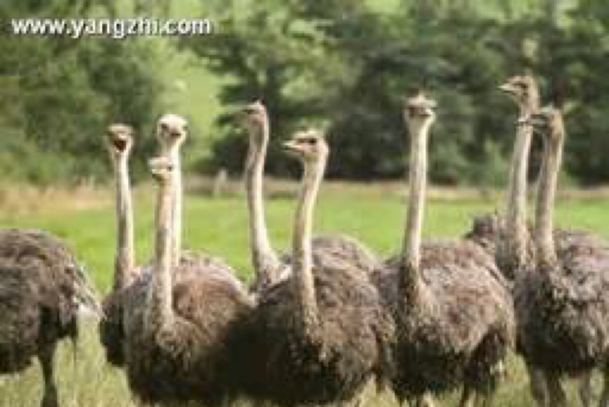 鸵鸟 - 高清图片，堆糖，美图壁纸兴趣社区