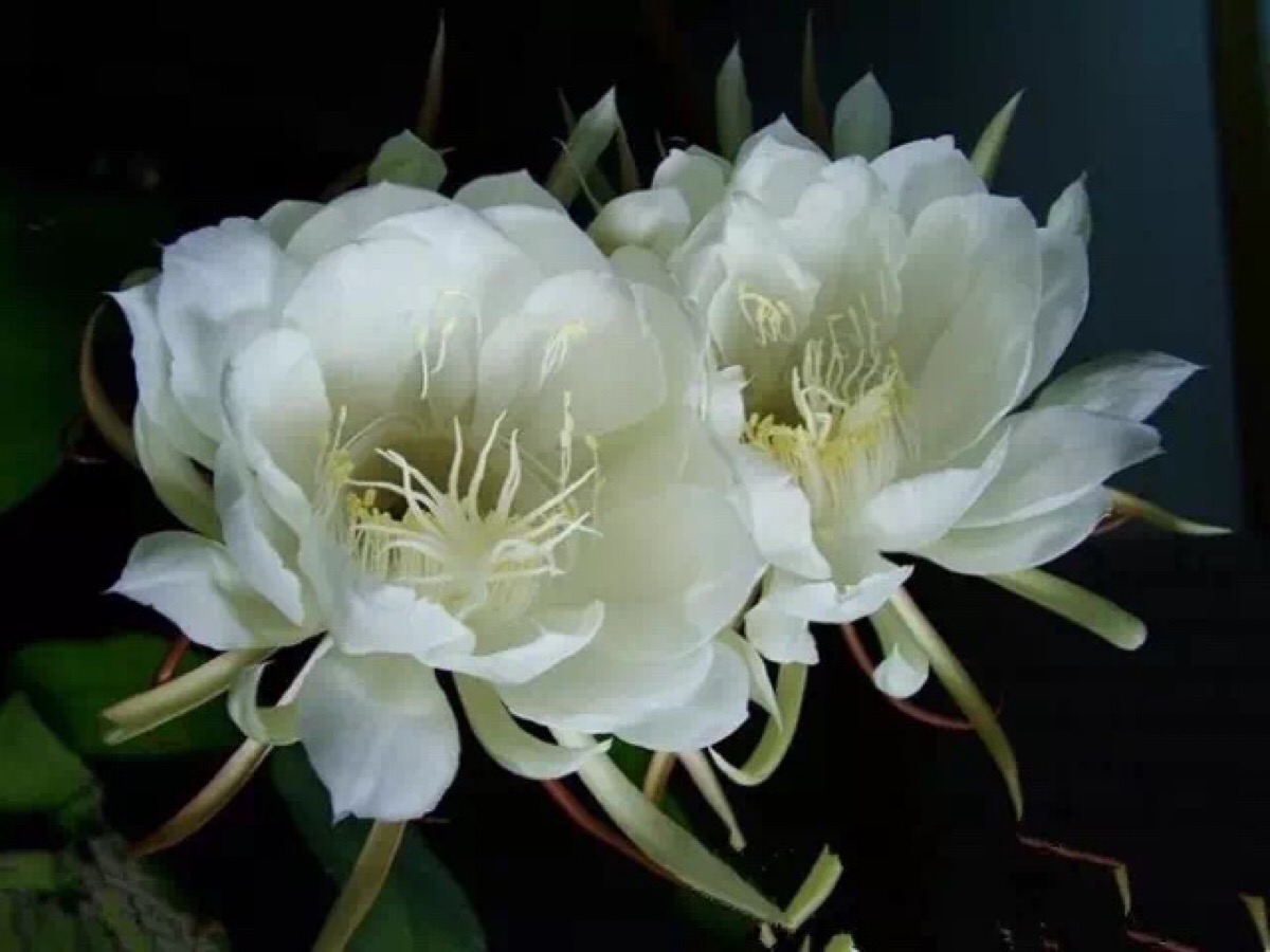 昙花一现，惊艳世界！（26） - 高清图片，堆糖，美图壁纸兴趣社区