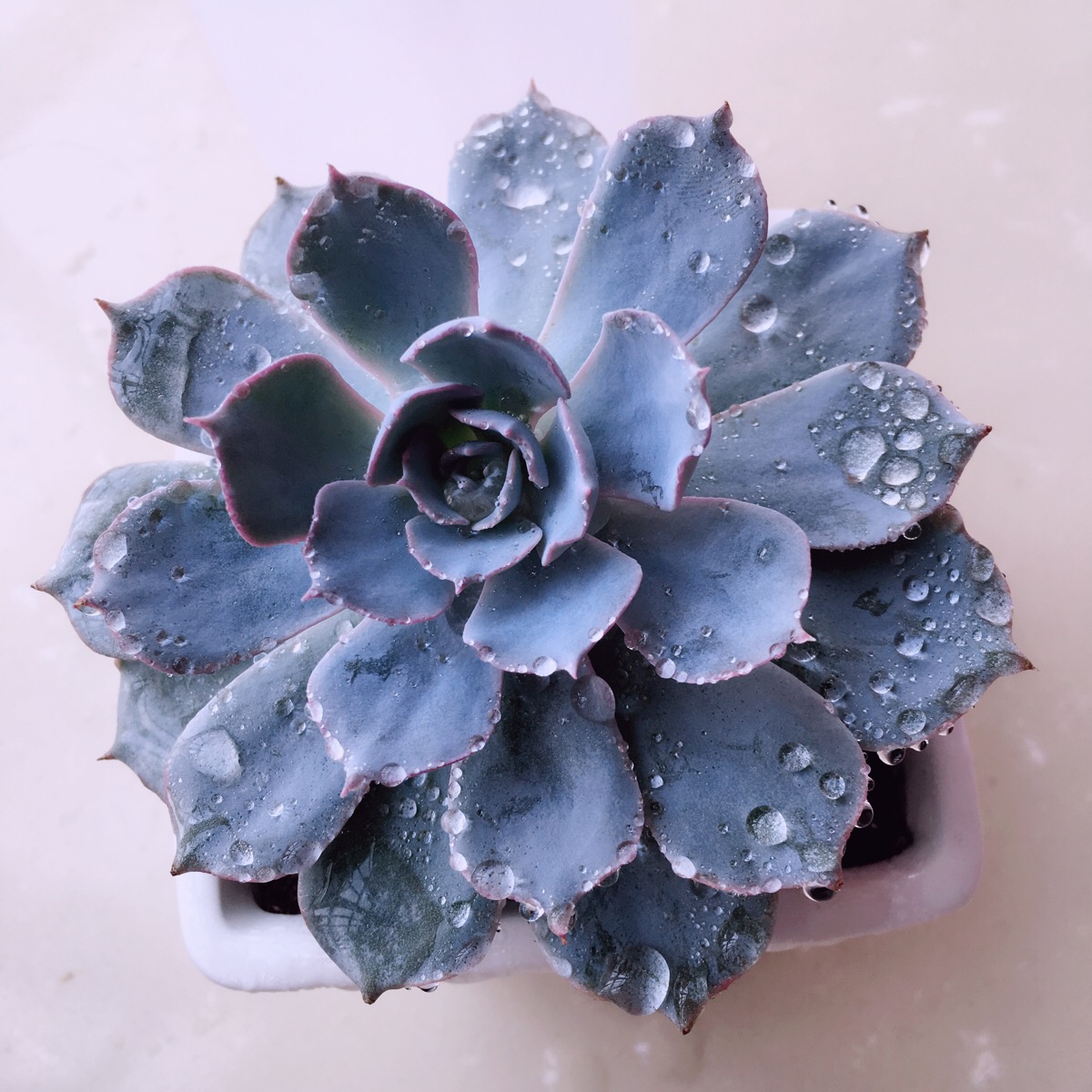 蓝石莲 - 高清图片，堆糖，美图壁纸兴趣社区