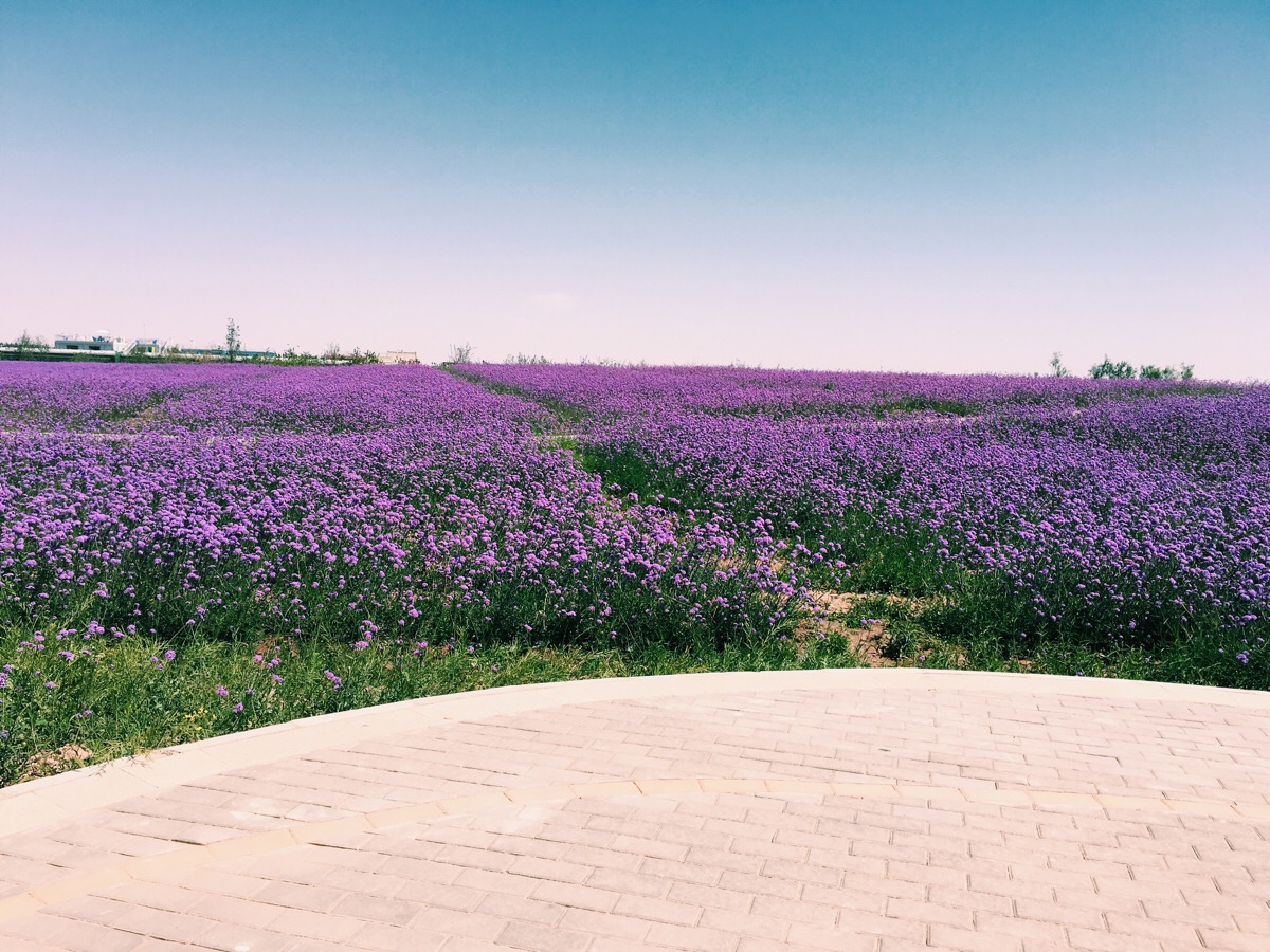 金昌紫金花海。 - 高清图片，堆糖，美图壁纸兴趣社区