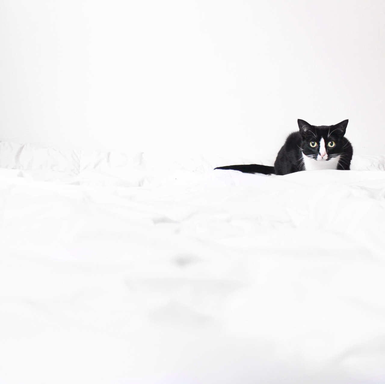 #猫咪#Princess Cheeto : I am Cheeto. A c… - 高清图片，堆糖，美图壁纸兴趣社区