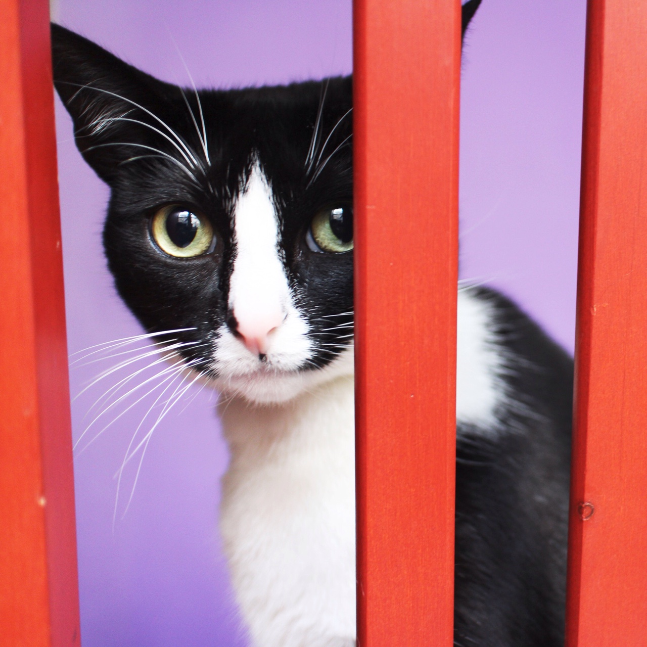 #猫咪#Princess Cheeto : I am Cheeto. A c… - 高清图片，堆糖，美图壁纸兴趣社区