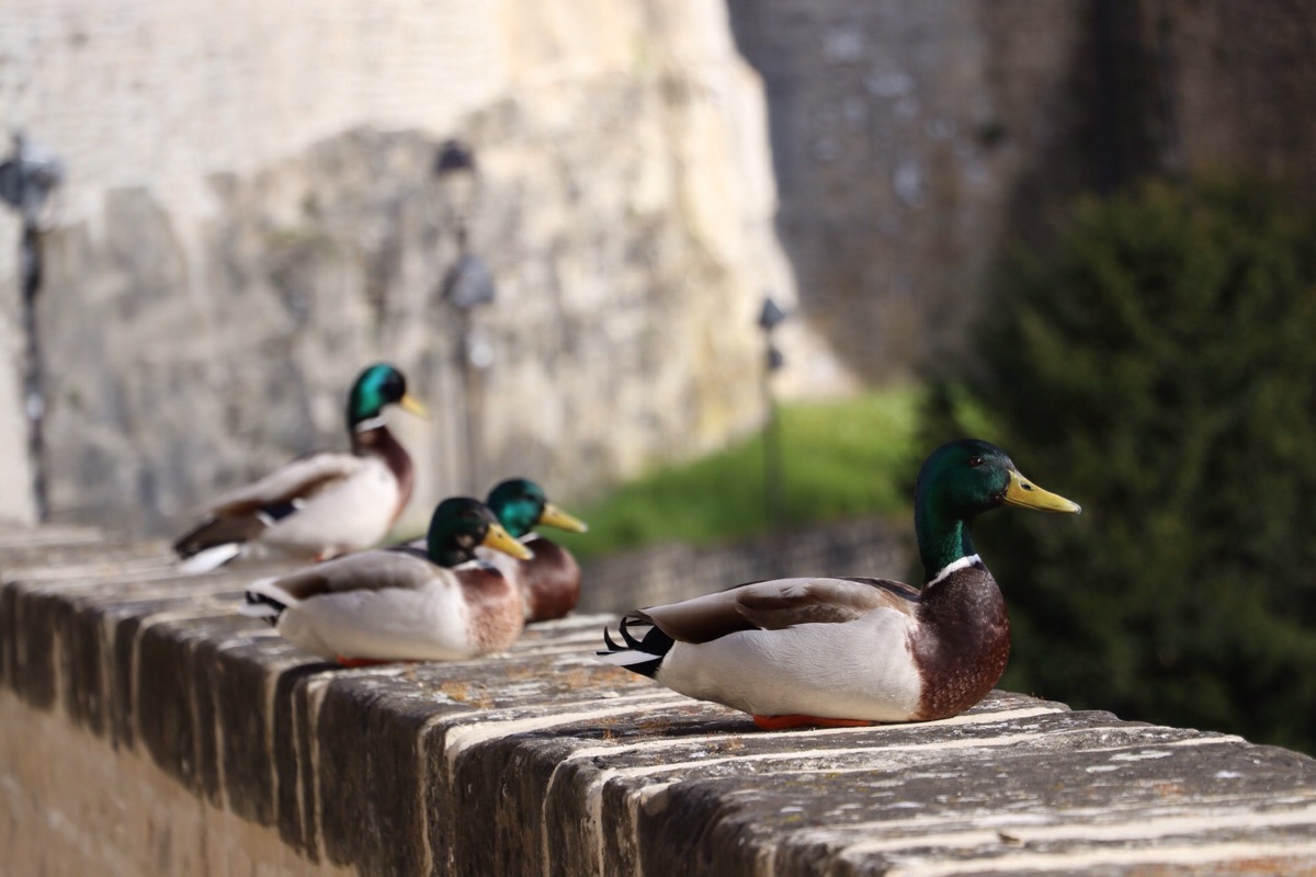 *Luxembourg*【图片来自M同学 - 高清图片，堆糖，美图壁纸兴趣社区