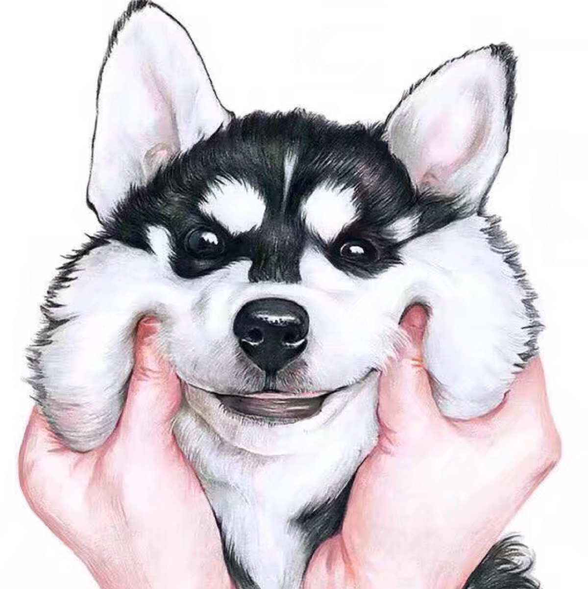 动物头像 - 高清图片，堆糖，美图壁纸兴趣社区