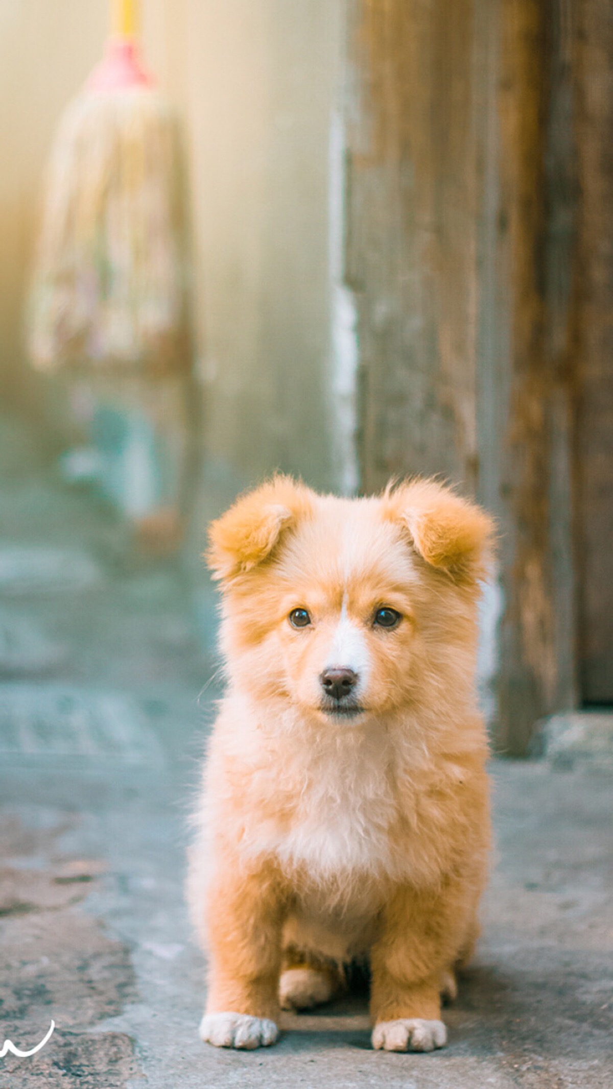 狗狗壁纸 - 高清图片，堆糖，美图壁纸兴趣社区