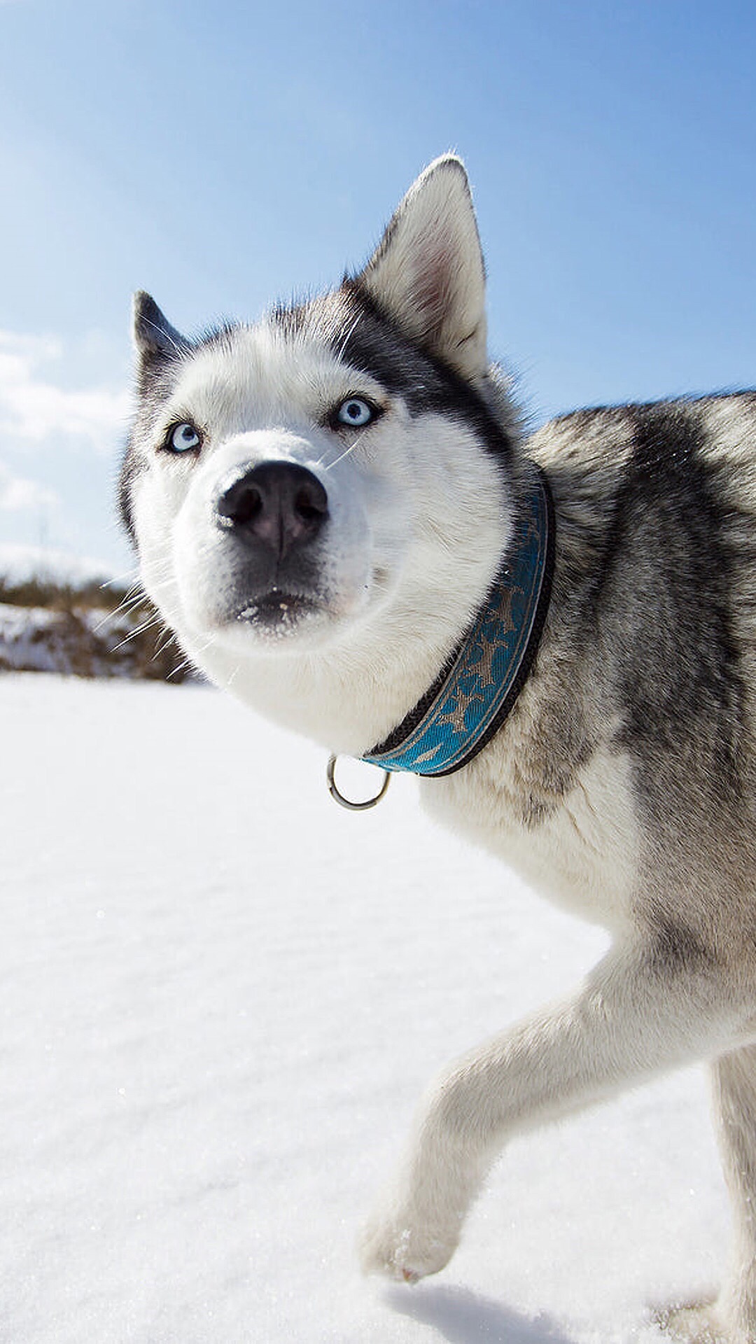 狗狗壁纸 - 堆糖，美图壁纸兴趣社区