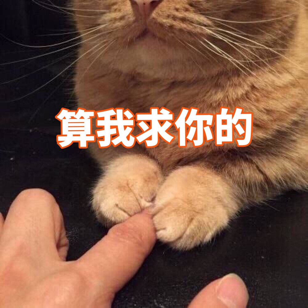表情包 堆糖,美图壁纸兴趣社区