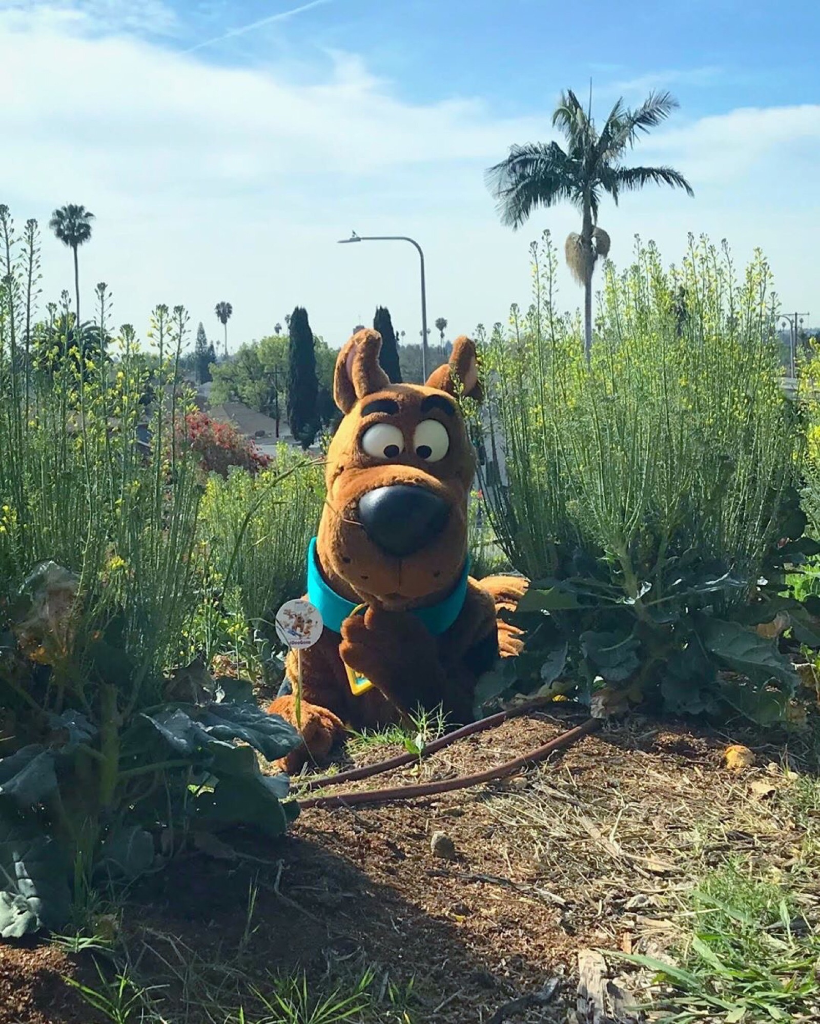 scooby - 高清图片，堆糖，美图壁纸兴趣社区