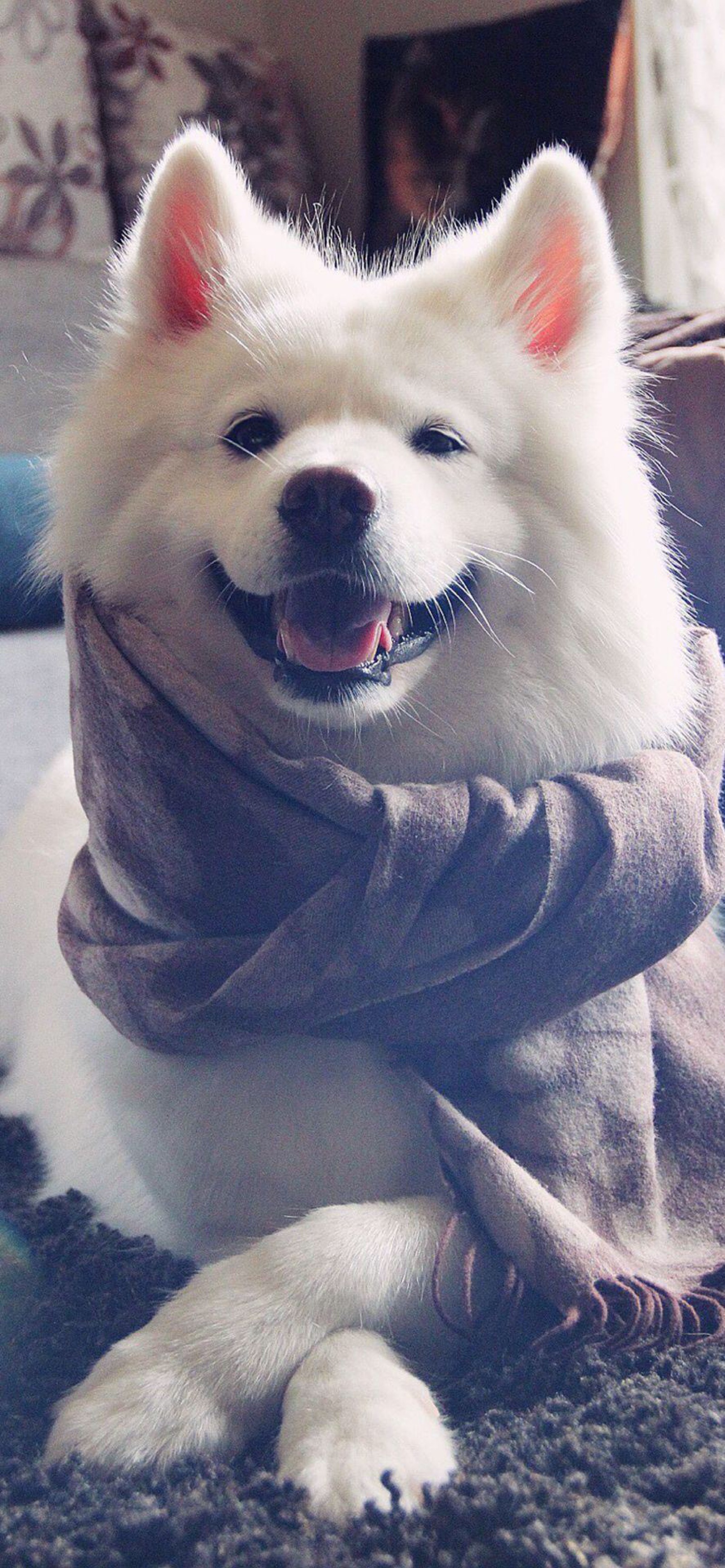 狗狗壁纸 - 高清图片，堆糖，美图壁纸兴趣社区