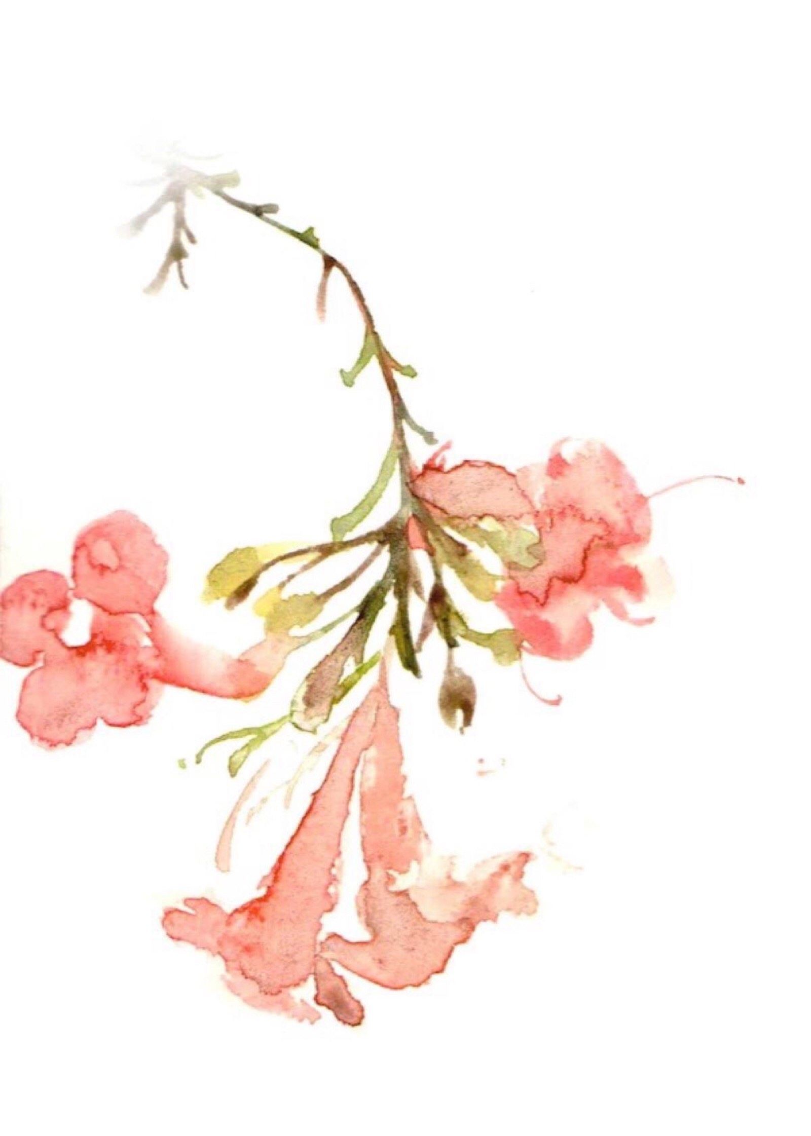 花草手绘 侵删 - 高清图片，堆糖，美图壁纸兴趣社区