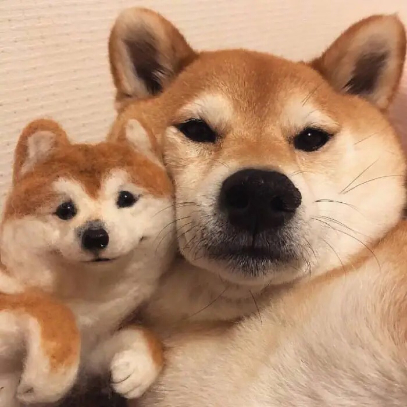 动物头像 - 堆糖，美图壁纸兴趣社区