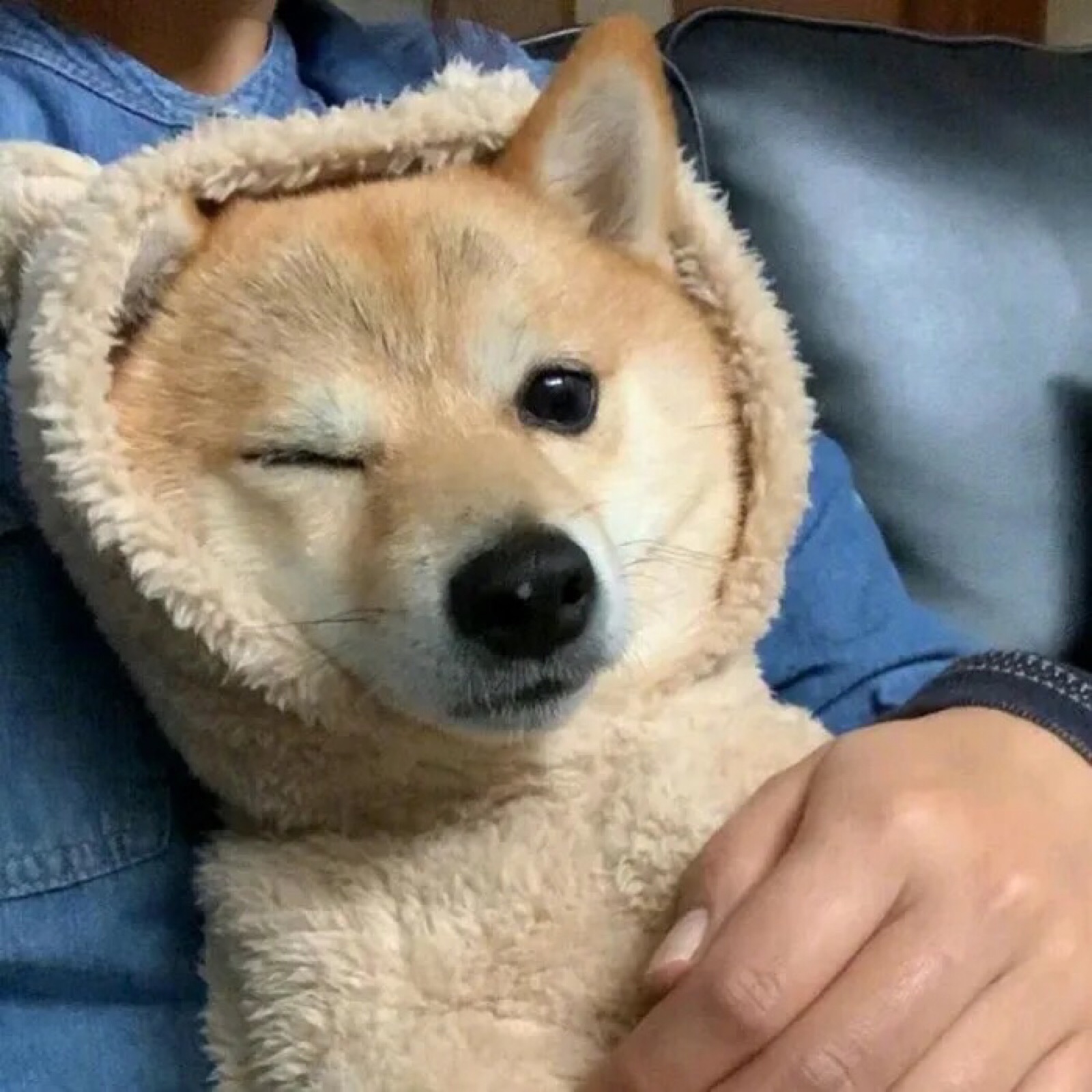 动物头像 - 高清图片，堆糖，美图壁纸兴趣社区