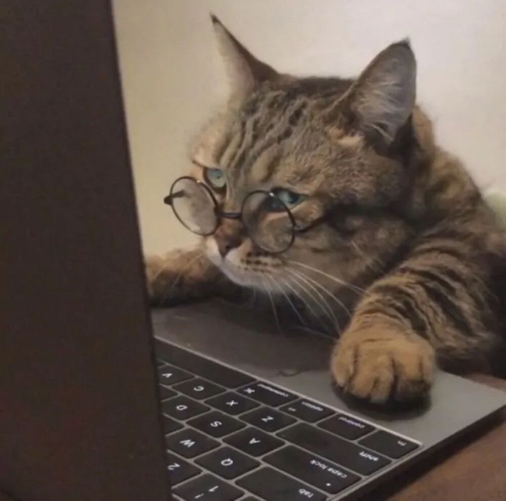 猫猫情头 堆糖,美图壁纸兴趣社区